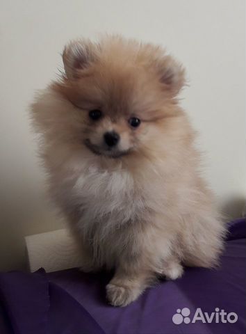 Померанчик-чудо мальчик