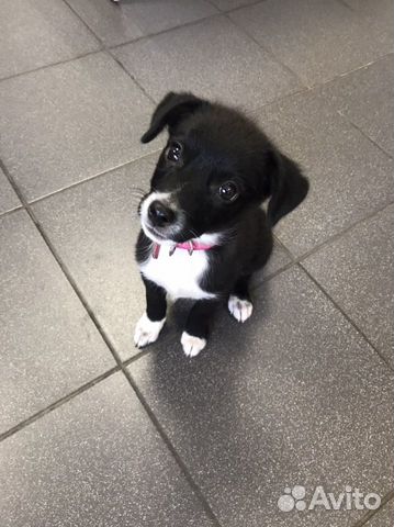 Малышка Шанель