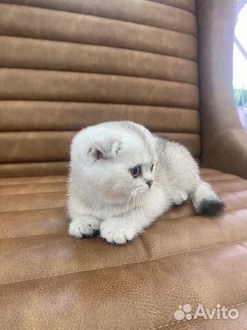 Котята скотиш фолд