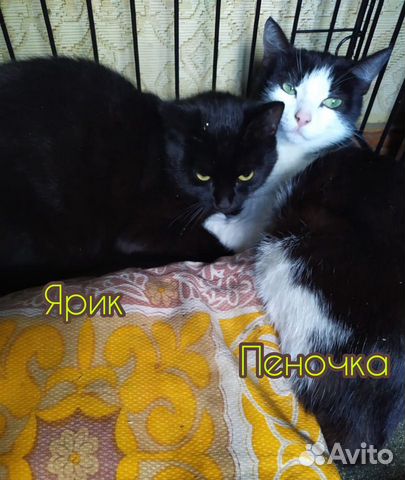 Котики-неразлучники, брат и сестра