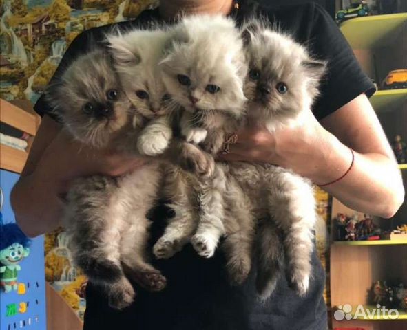 Шотландские котята