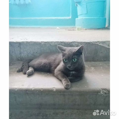 Кошка Русская голубая ищем дом