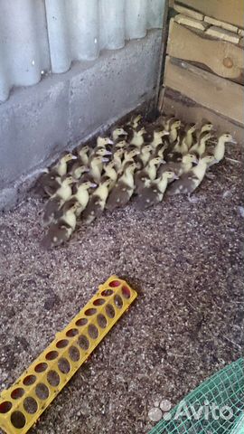 Мускусные утята