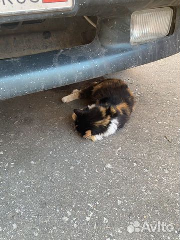 Кошка ласковая красивая очень пушистый хвост