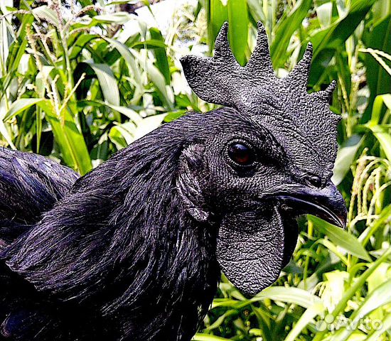 Петух Аям Цемани