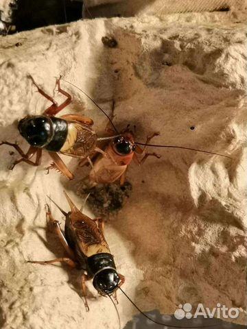 Сверчок кормовой за бесценок черный двупятнистый