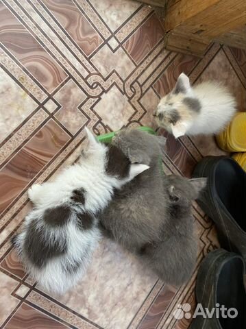 Котята 4 штуки