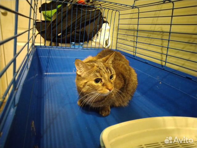 Бывшедомашняя кошка