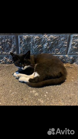 Котенок подросток девочка ищет дом