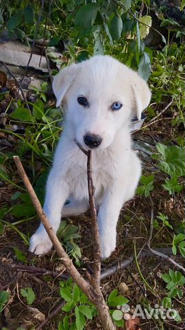 Щенки в добрые руки