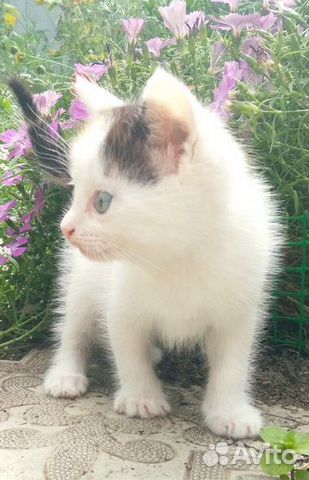 Котята бесплатно в добрые руки