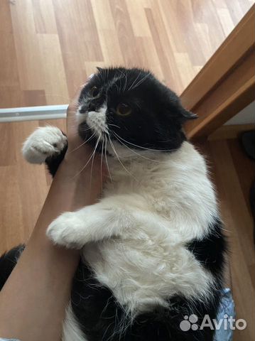 Кошка британка прямоухая