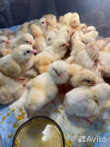 Индюшонок хайбрид конвертер