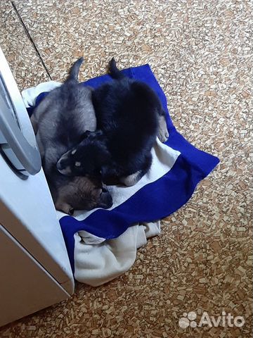 Счастье в дом