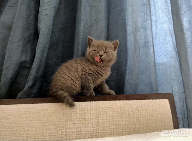 Британские котята