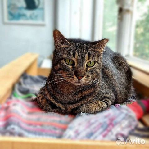 Кошка полосатая ищет дом