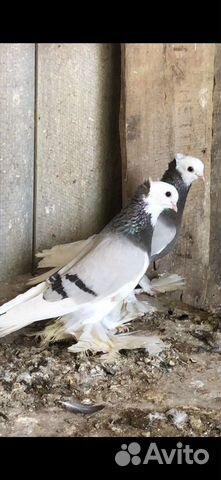 Продажа голубей сизо лысые (сизо рябые )