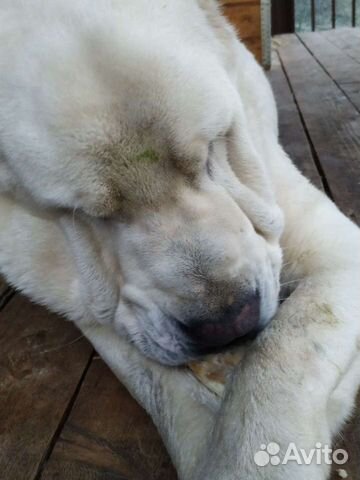 Алабай, Среднее Азиатская авчарка вязка