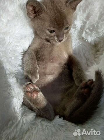 Бурманский котик