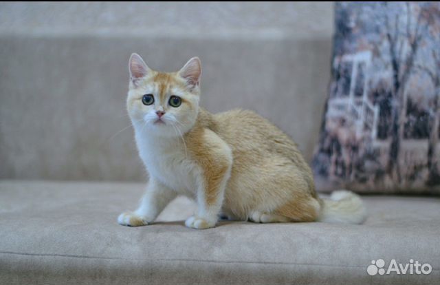 Девочка ny12 золотая