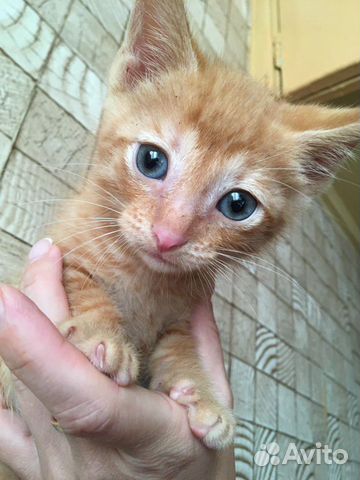Рыжий котенок
