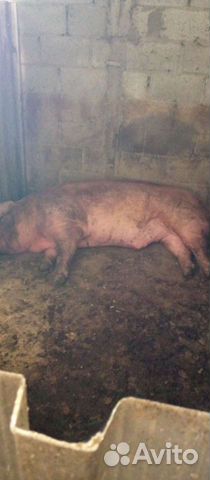 Хряк в рабочем состоянии пор. Дюрок