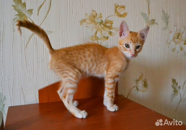 Рыжий котенок в добрые руки