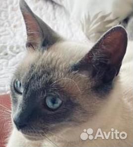 Тайский котенок Джой, 8 месяцев, привит, кастрат