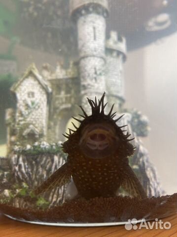 Отдам в добрые руки рыбку сомик