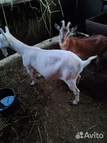 Козы дойные