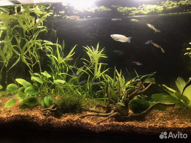 Аквариумные рыбки