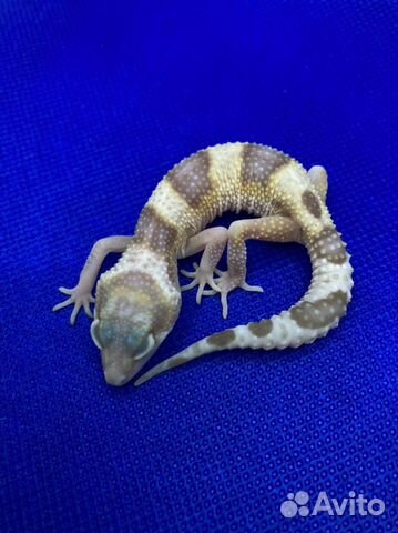 Эублефар Hypo msta het Eclipse самка