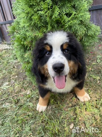 Бернский зенненхунд