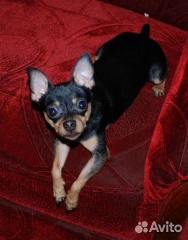 Маленький принц