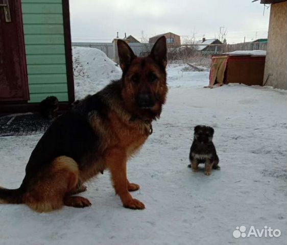 Немецкая овчарка щенки