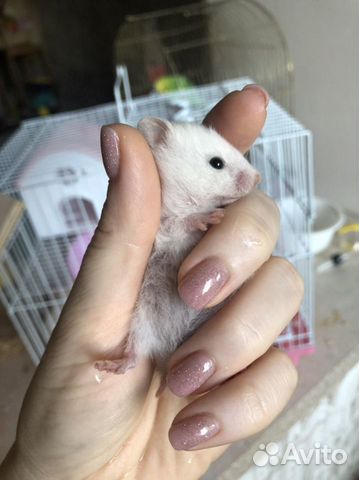 Серийские хомяки