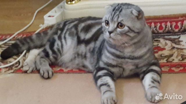 Шотландский кот