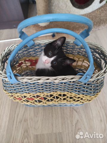 Котенок в дар (девочка)