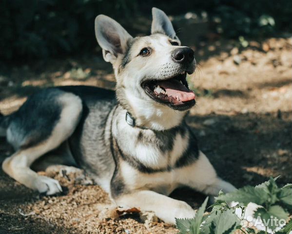 Метис лайки, лапочка-девочка, щенок