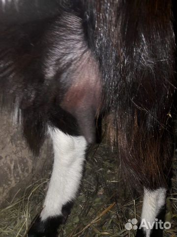 Продаются альпийские козлята