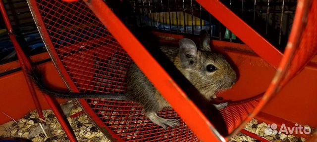 Белка дегу 2 месяца