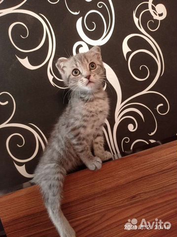 Котенок девочка шотландка
