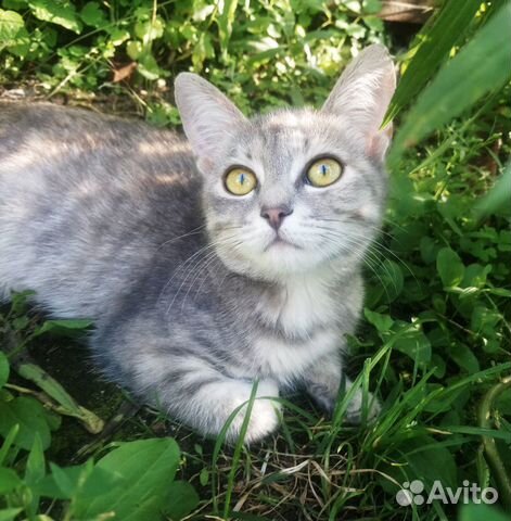 Подарим котенка 3,5 мес хорошим людям