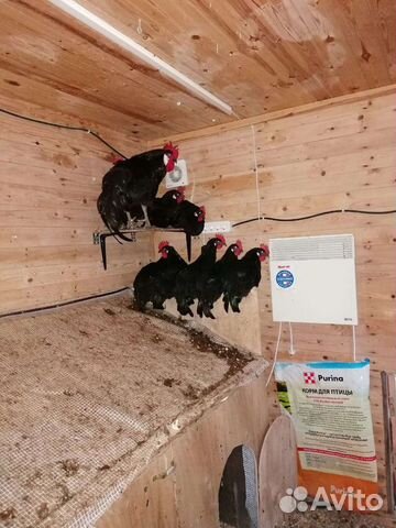 Петухи порода "Минорка"