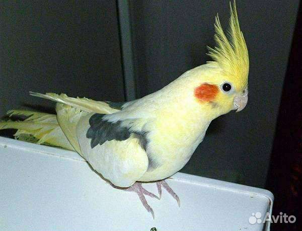 Найден попугай корелла