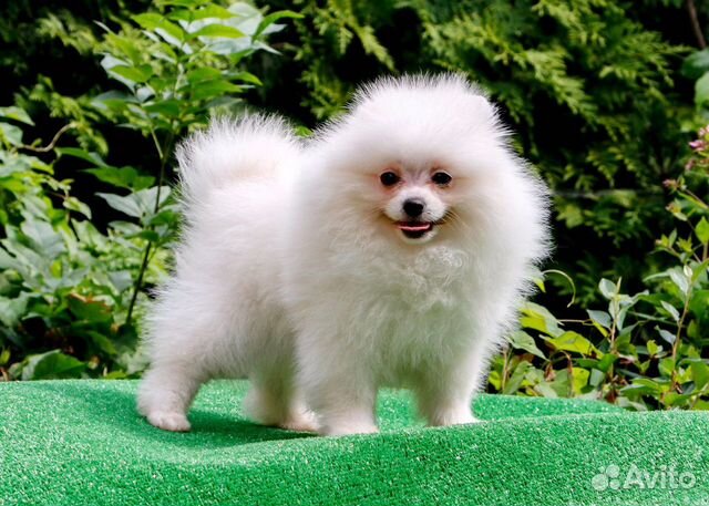 Щенок белого померанского шпица