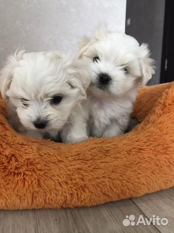 Щенки мальтийской болонки