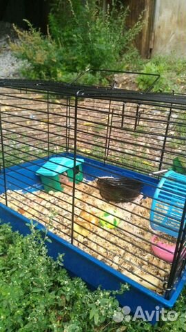 Мышка живая