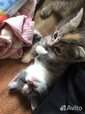 Котята в добрые руки бесплатно