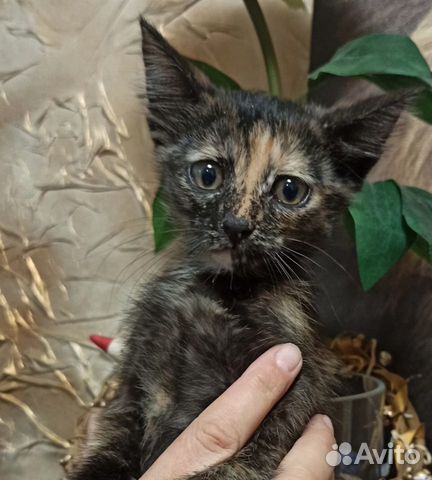Котята